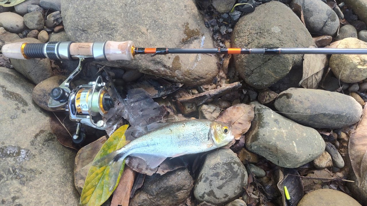 Machaca Fishing in Costa Rica - YouTube