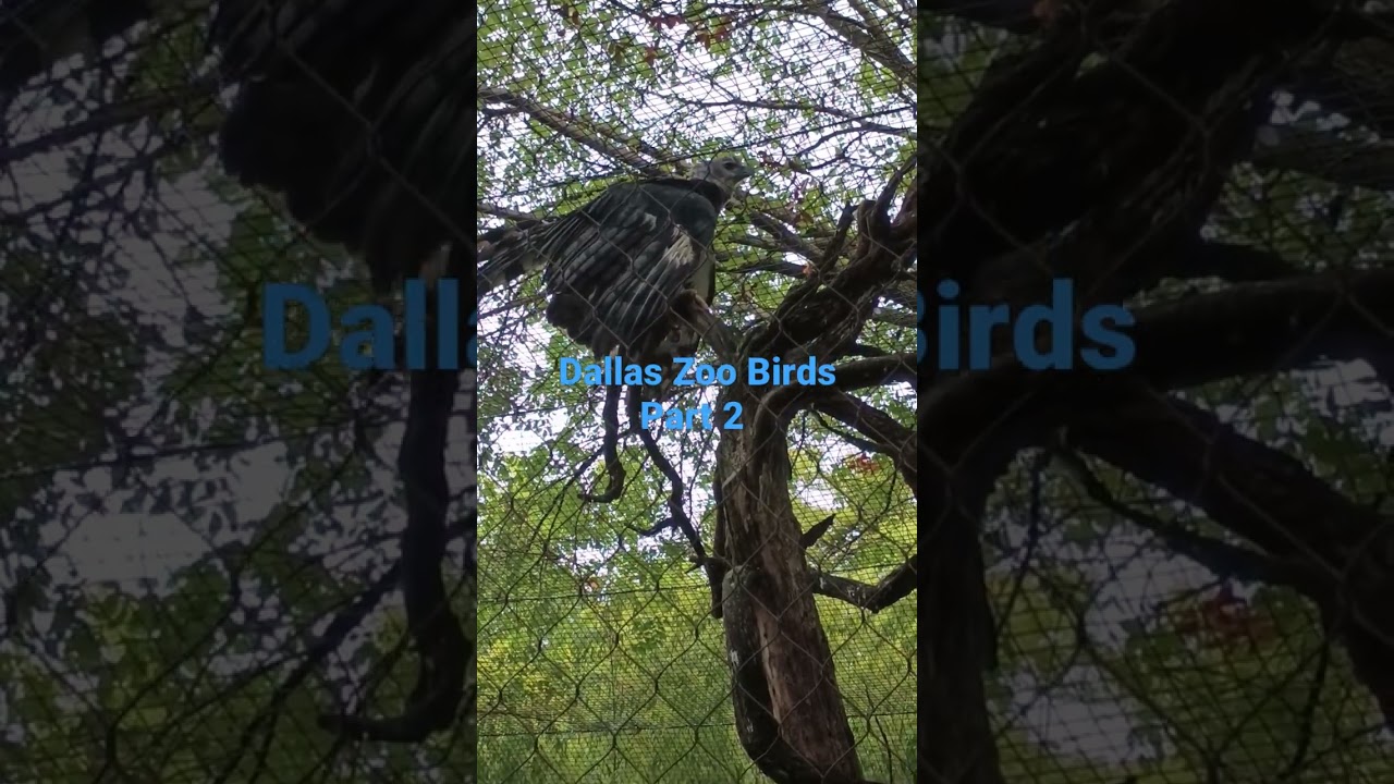 Dallas Zoo Birds Part 3 - YouTube