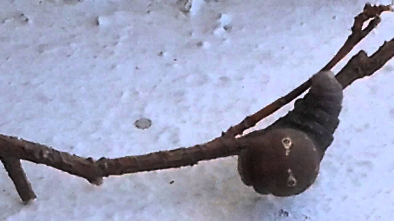 WEIRD INSECT WITH HUMAN FACE!!!! - YouTube