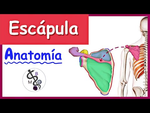 Anatomía de la ESCÁPULA | Explicación Fácil y Dinámica!