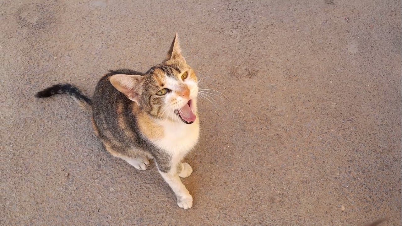 Volunteer to help stray cats, feed stray cats - YouTube