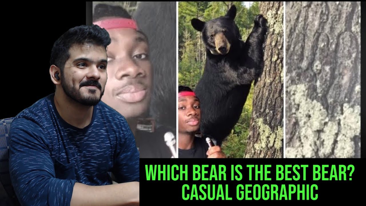Which Bear is the Best Bear? reaction - YouTube