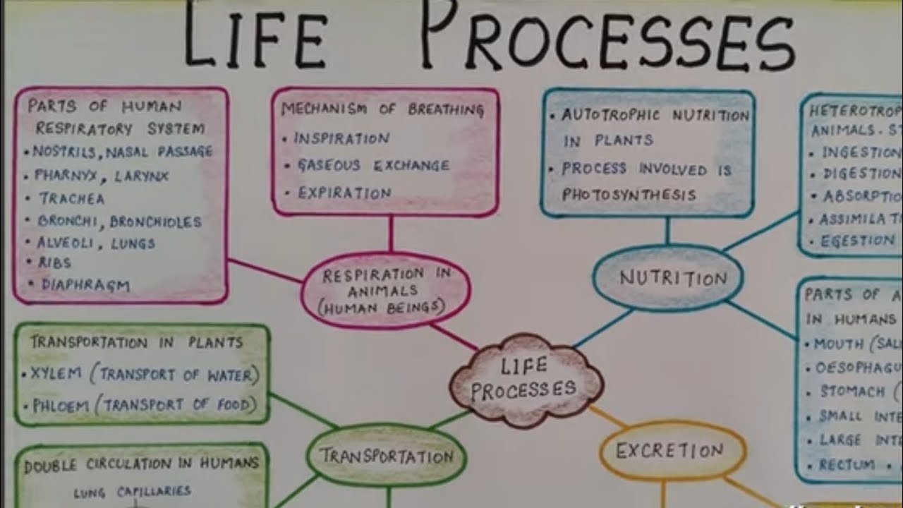 Class 10 biology chapter 1 life process complete NOTES - YouTube