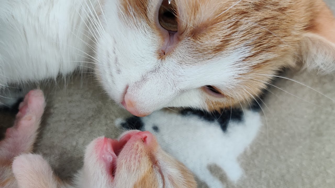 North American Kitten Migratory Patterns 2020-06-17 - YouTube