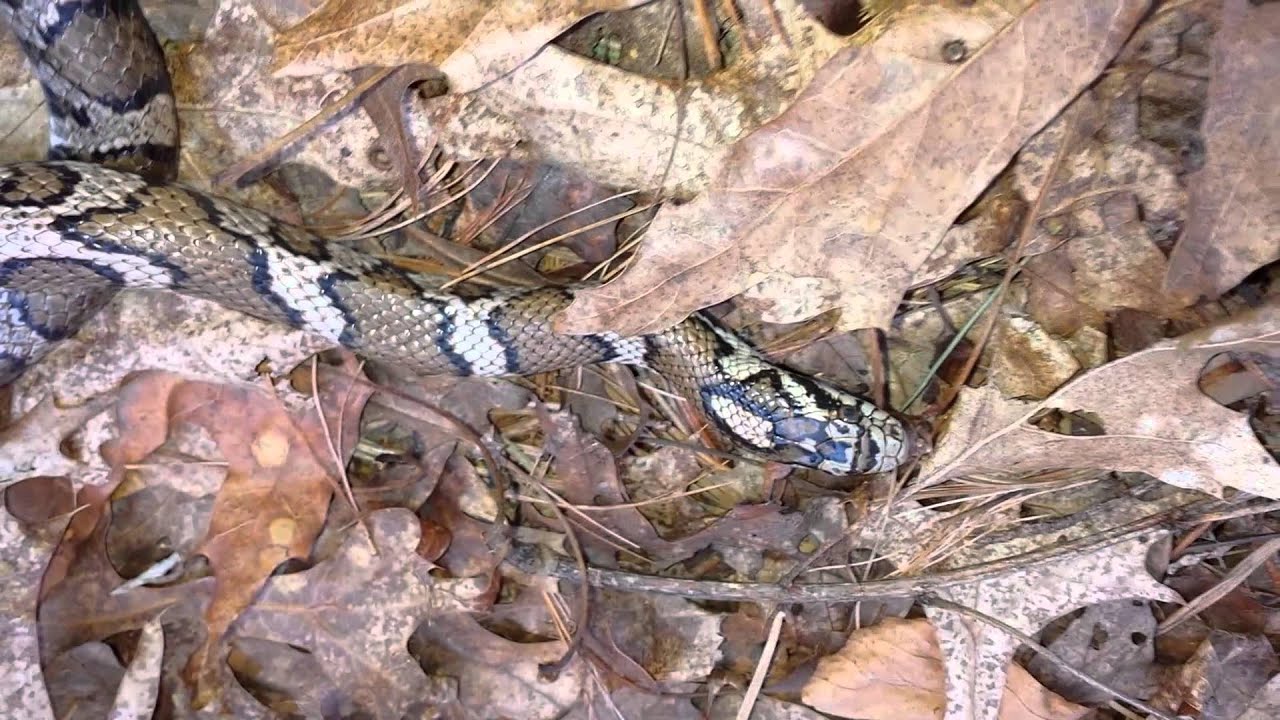 Eastern milk snake MA - YouTube