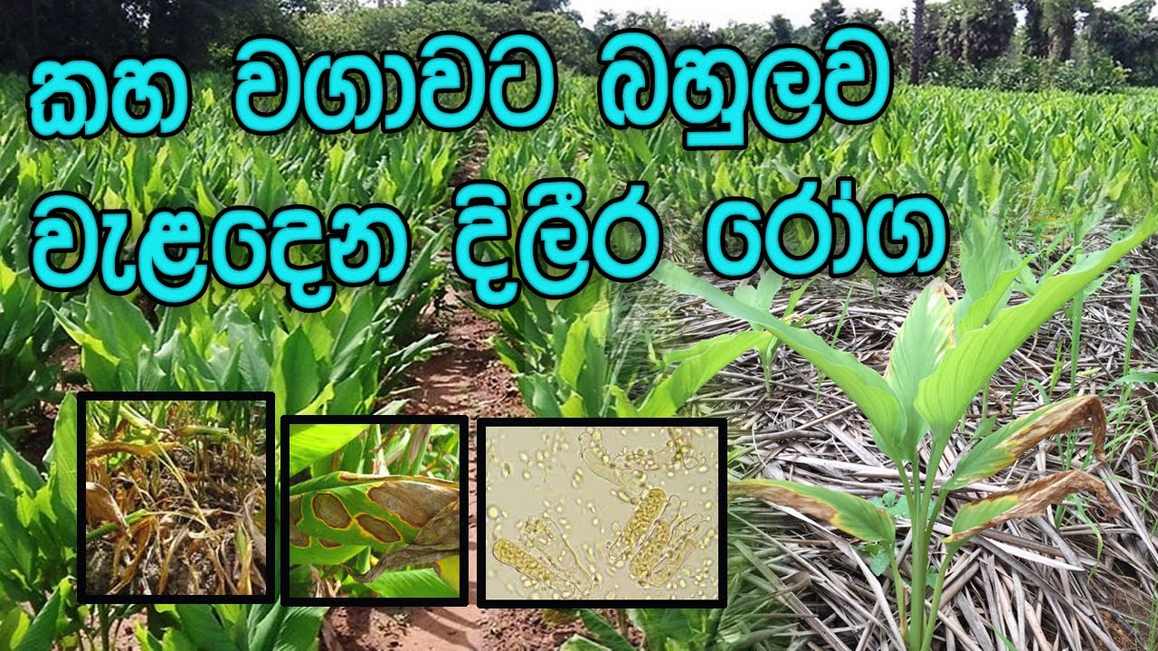 Kaha wagave Roga/කහ වගාවේ රෝග/Kaha Wagawa sinhala/Dileera Roga/කහ වගාවේ ...