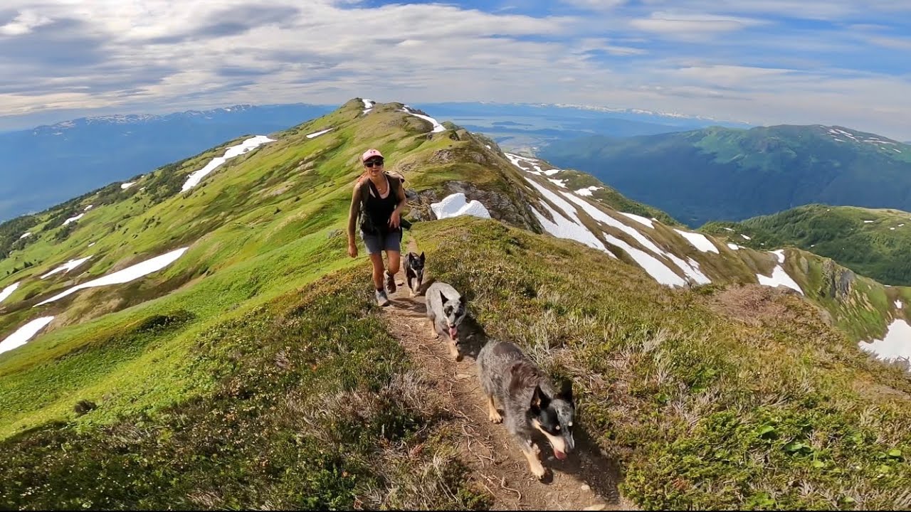 Hiking Blackerby Ridge Trail in Juneau, Alaska with Cattle Dogs // Nalu ...
