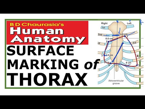 Surface Marking of Thorax | BDC Vol 1 Ch#21 | Thorax | Dr Asif Lectures ...
