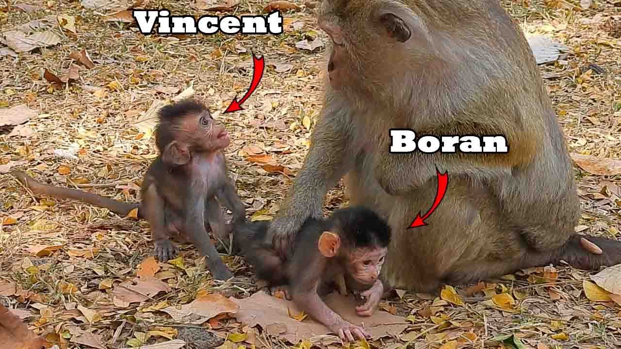 Tiny baby Vincent very sc-a-r-e Mama Brainna wa-rn bi-te when Vincent ...