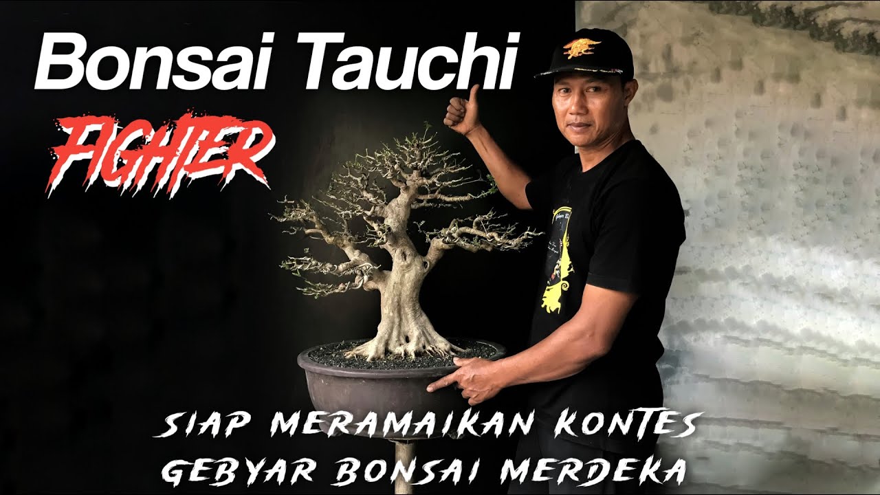 BONSAI TAUCHI FIGHTER!!! - Persiapan Sebelum Kontes - YouTube