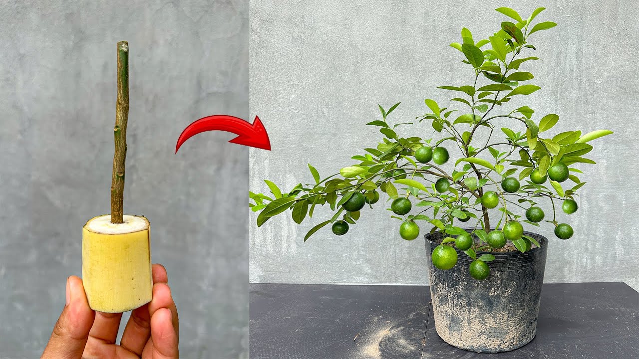 Technique for breeding lemon trees to produce many fruits, by using ...