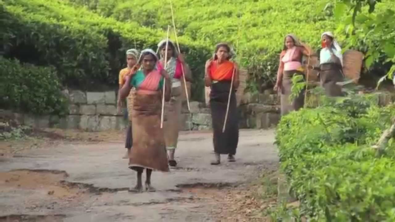 Tea Leaf Vision - YouTube