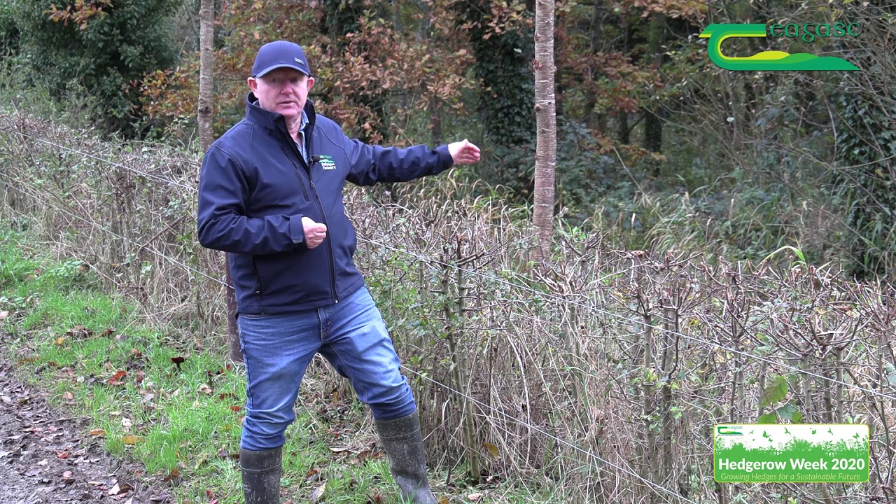 Trees and Hedgerows at Teagasc Ballyhaise College - YouTube