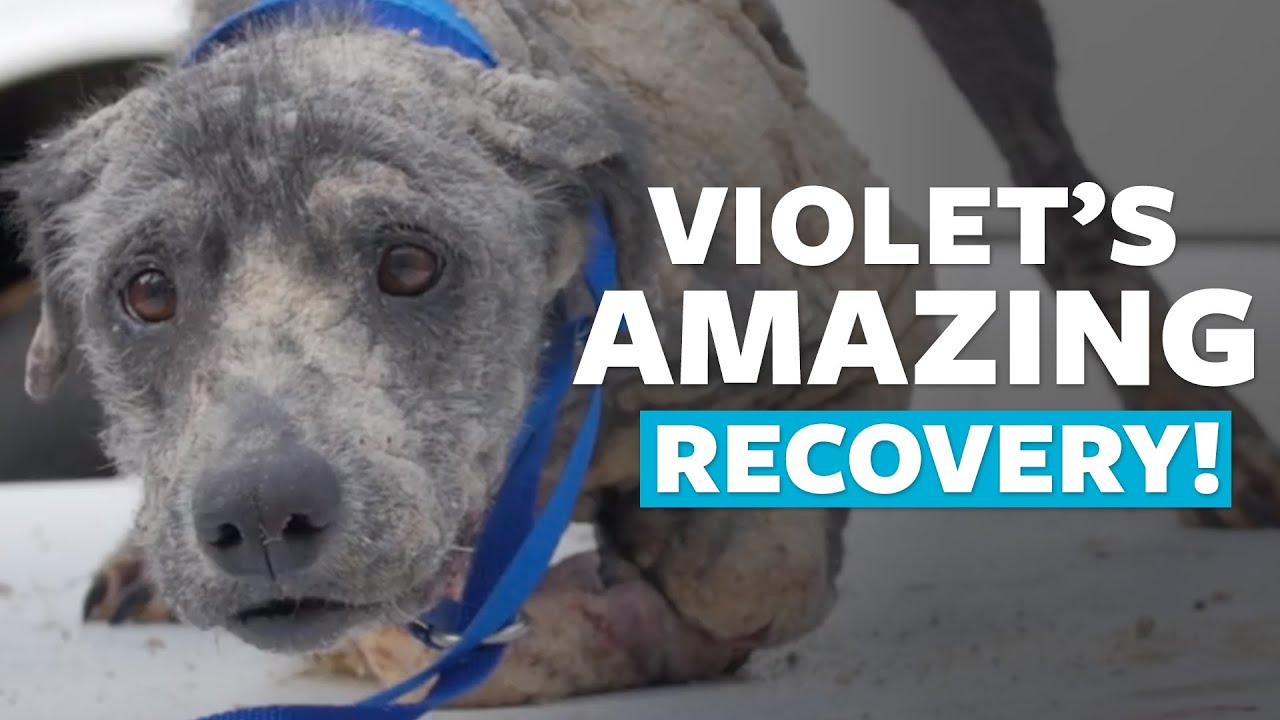 Violet's Amazing Recovery - YouTube