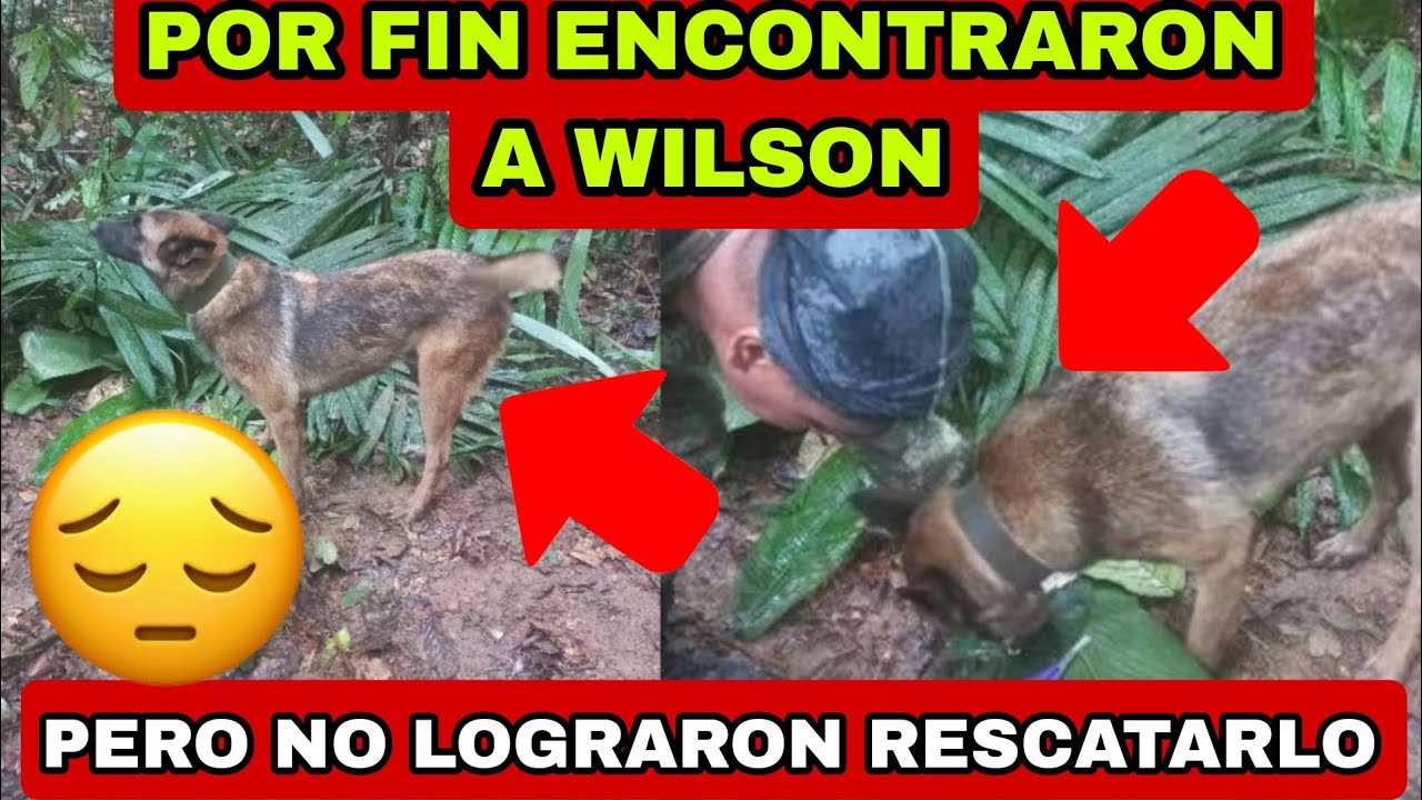 ASI ENCONTRARON AL PERRITO WILSON Y LUEGO SUCEDIÓ ALGO MUY EXTRAÑO 😢 ...