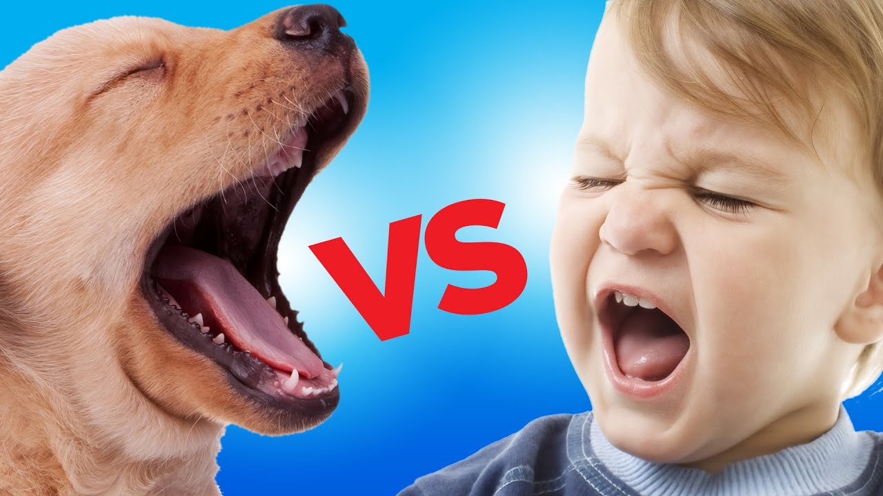 Ultimate Puppy vs. Baby Showdown - YouTube