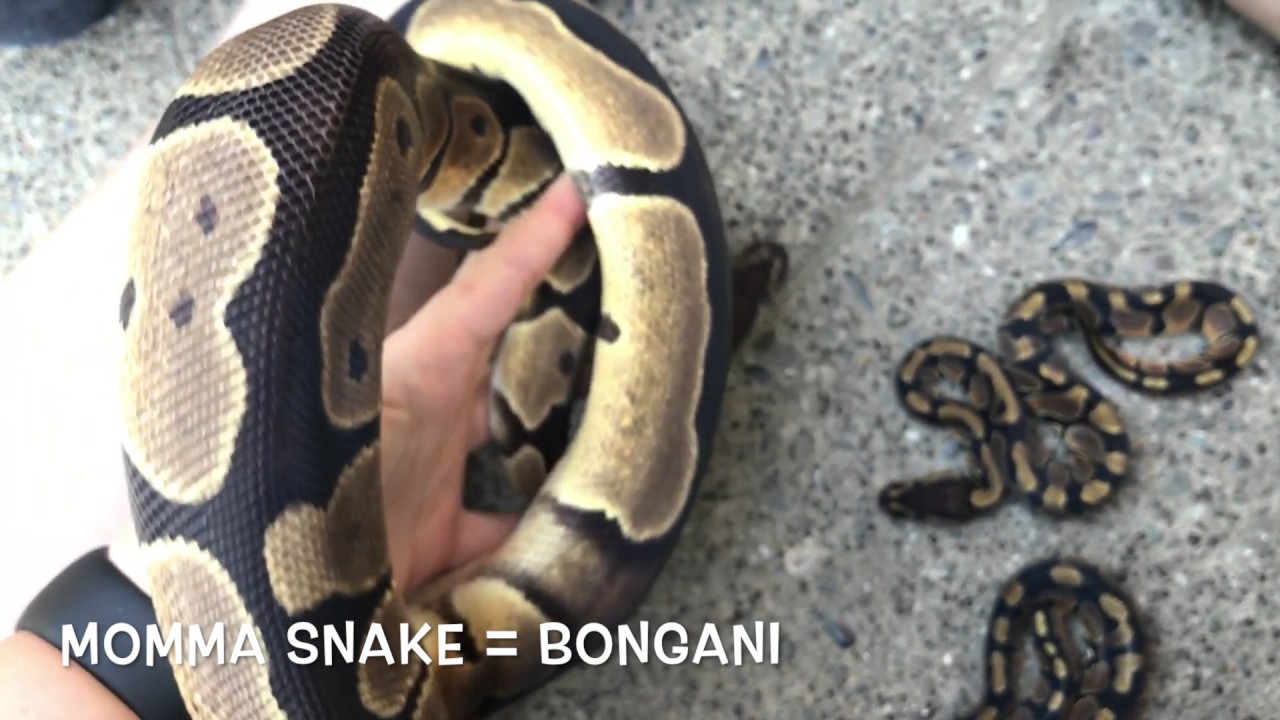 Ball Python Breeding: Proving a Dinker (Bongani) - YouTube