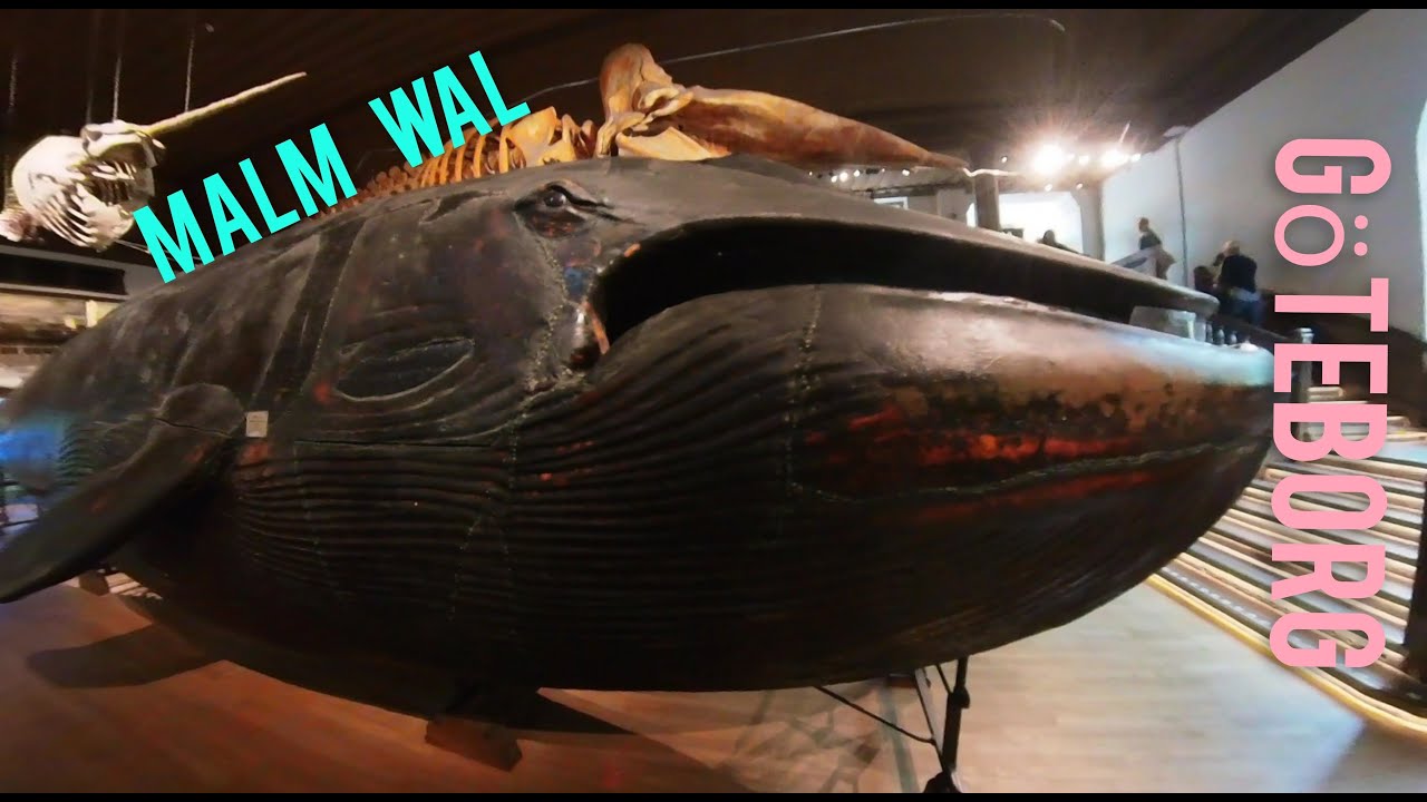 Malm-Wal im Naturhistoriska Museum Göteborg (4K). Infos in der ...