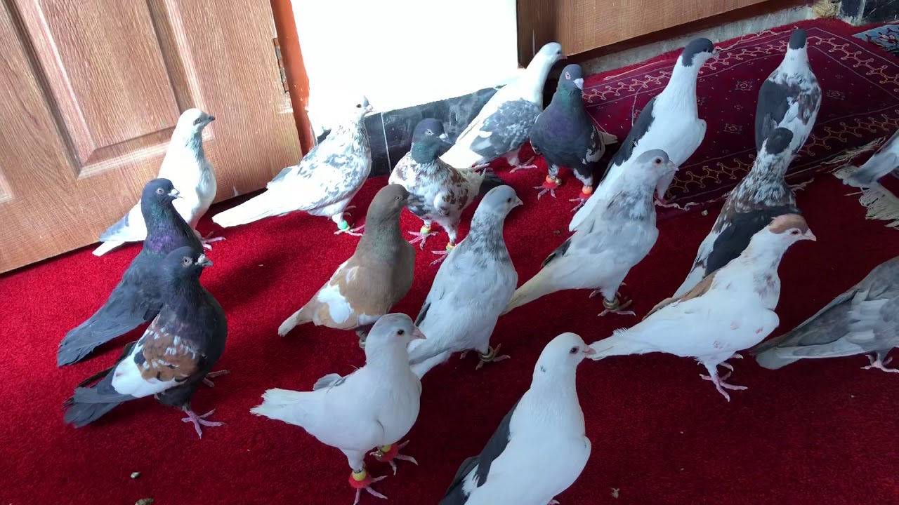 Afghanistan pigeons - YouTube