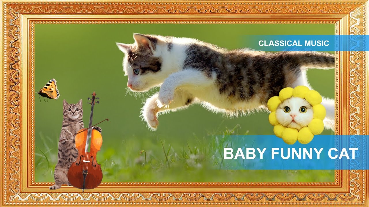 12 - Cat Classic Music For Sleeping Relax Cat Classical Kitten Kitty ...