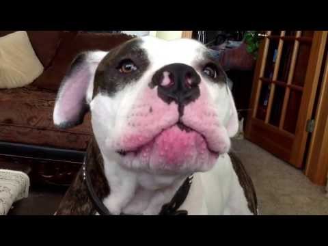 American Bull Dog - Dar says NO NO NO