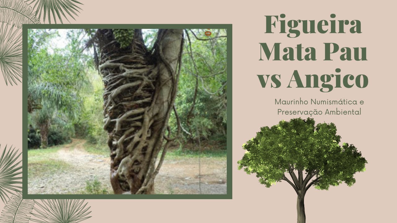 🌟Figueira Mata Pau vs Angico - YouTube