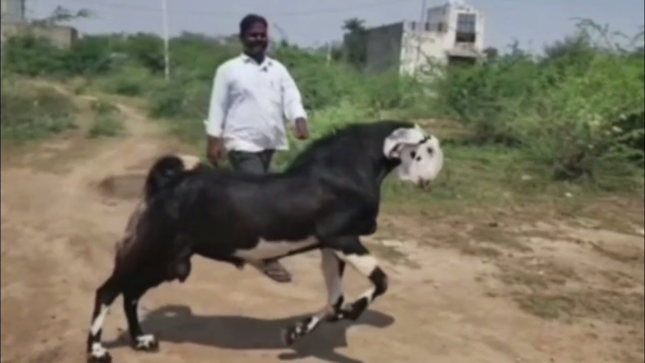 Imran Bhai Series Starting With Sultan Launching | Aabis Goats ...