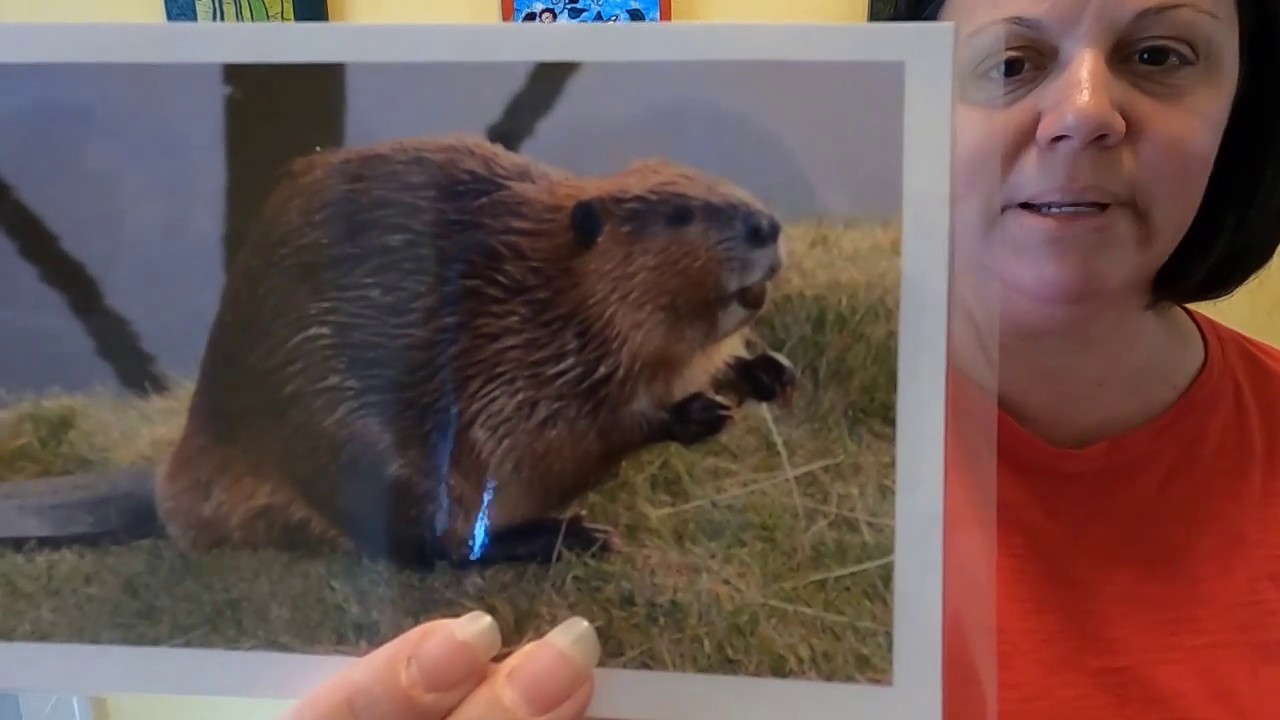 Beavers, part 1 - YouTube