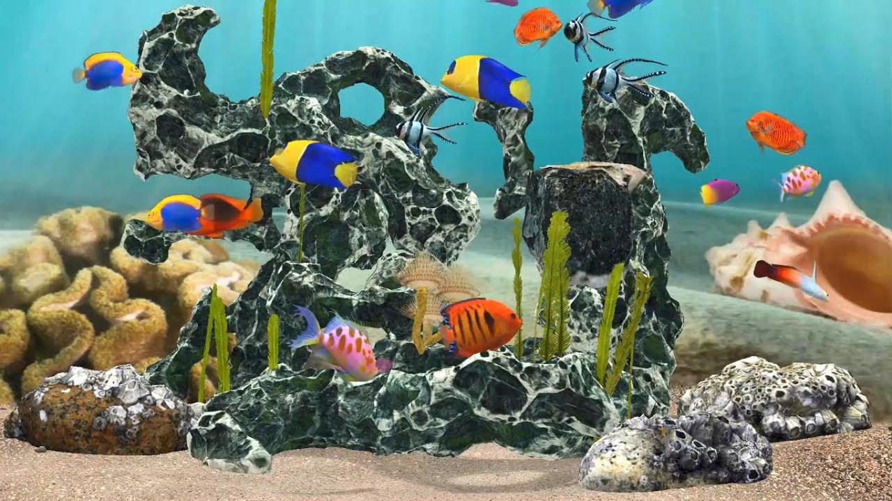The Best Relaxing Aquarium Sounds for Meditation Sleep Study - YouTube