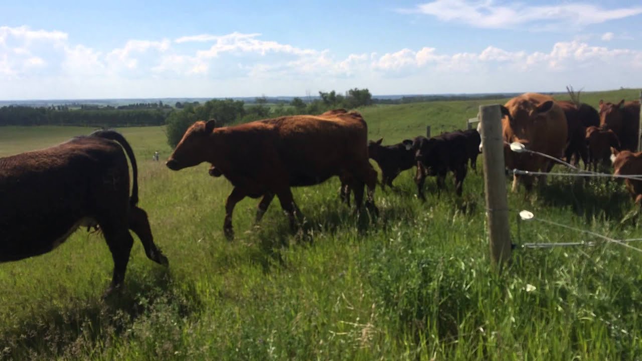 Cattle Pasture Mooooove - YouTube