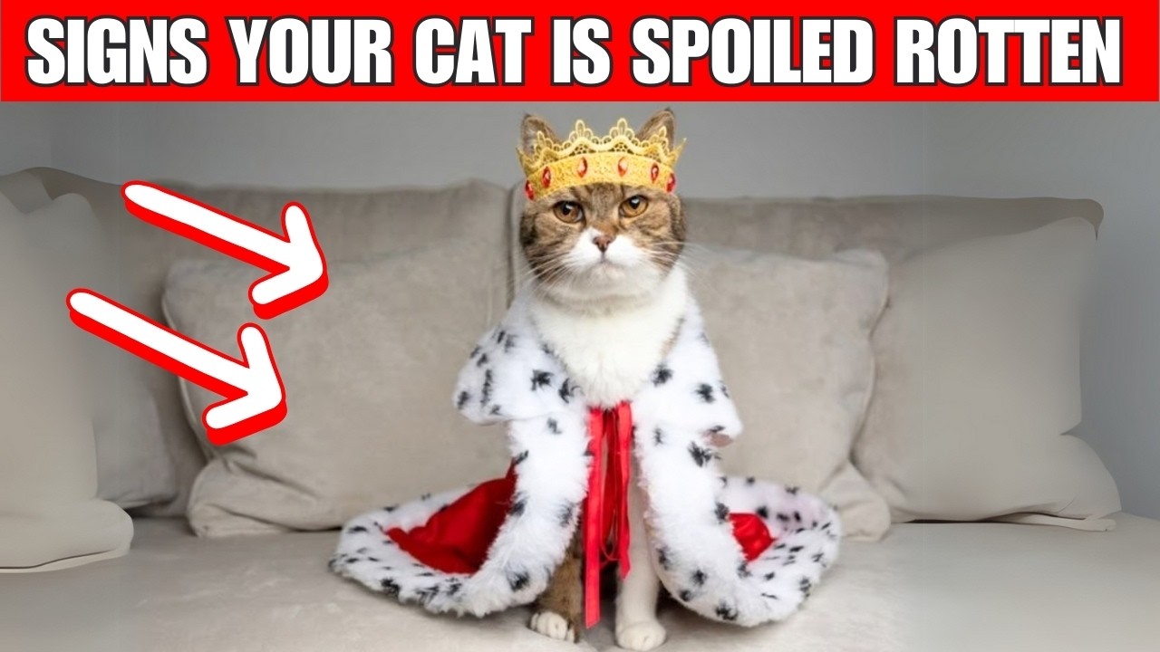11 signs that your cat is spoiled rotten - YouTube