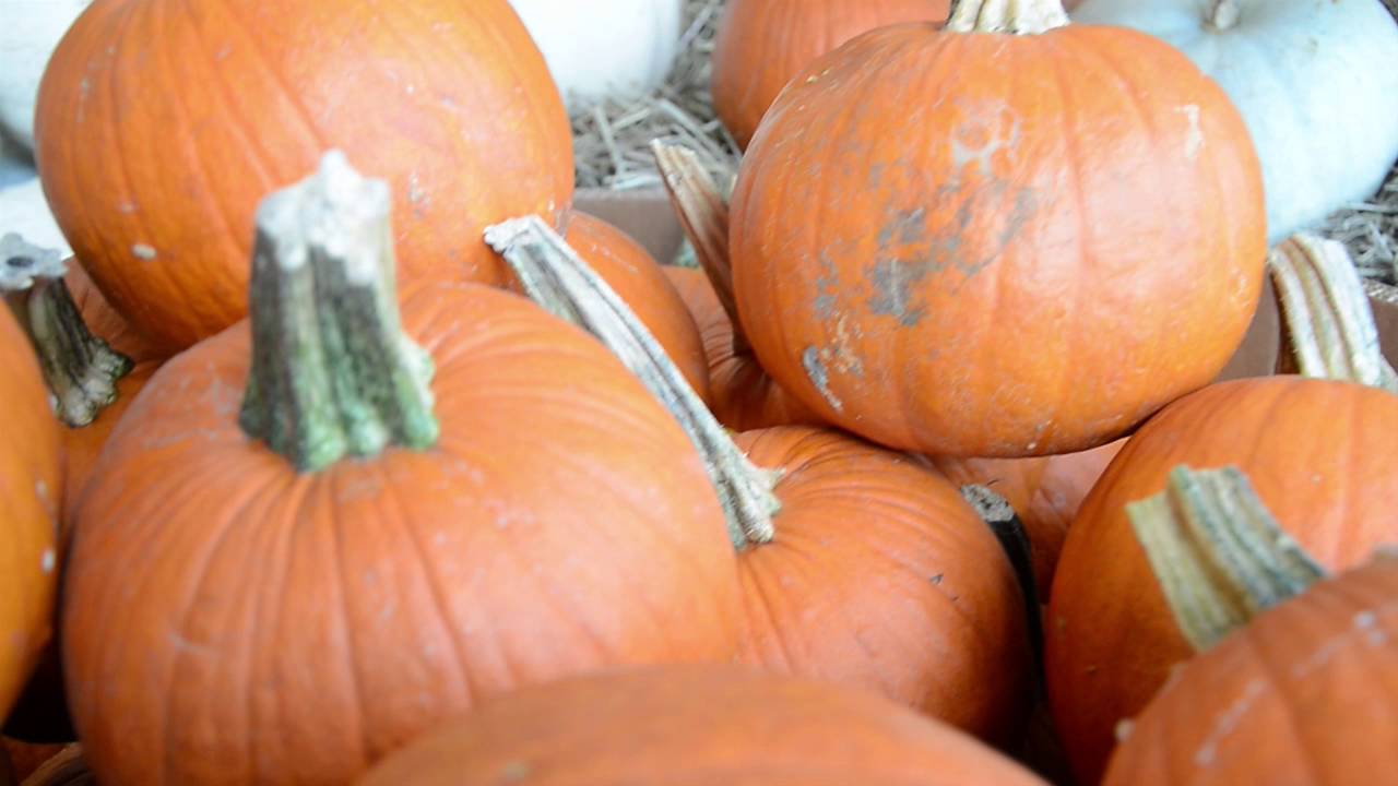 How To Pick the Perfect Pumpkin - YouTube