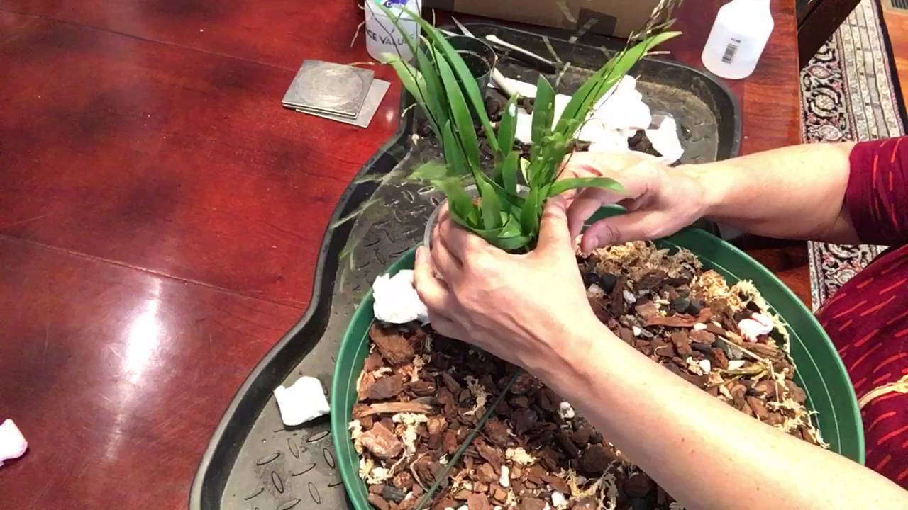 Part Two: Repotting Oncidium Twinkle Orchid - YouTube