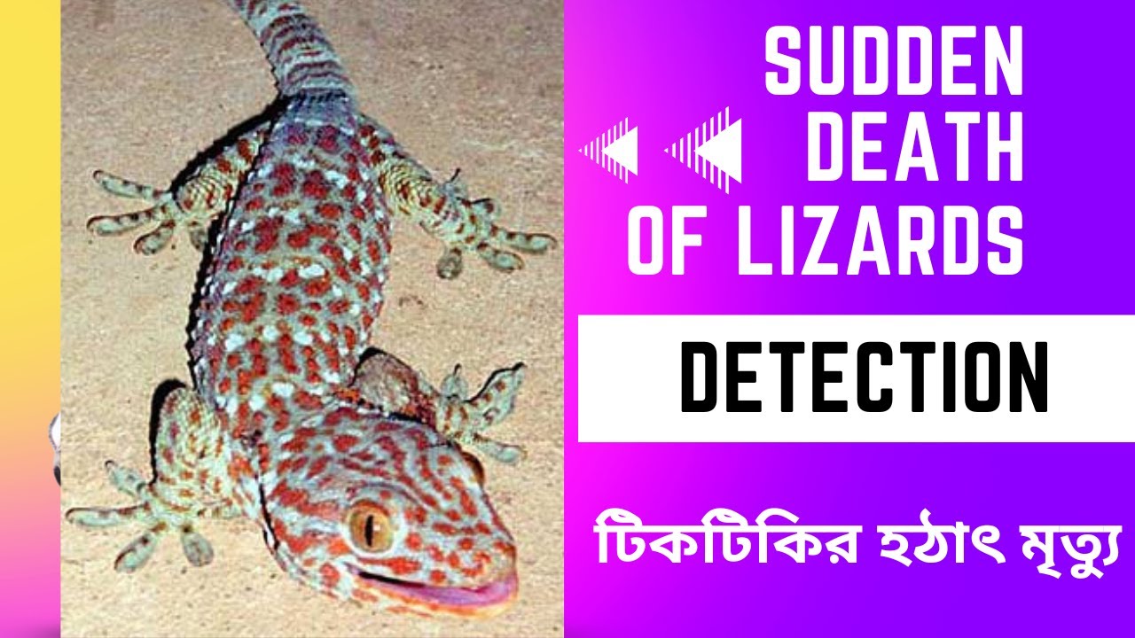 Detection Youtube