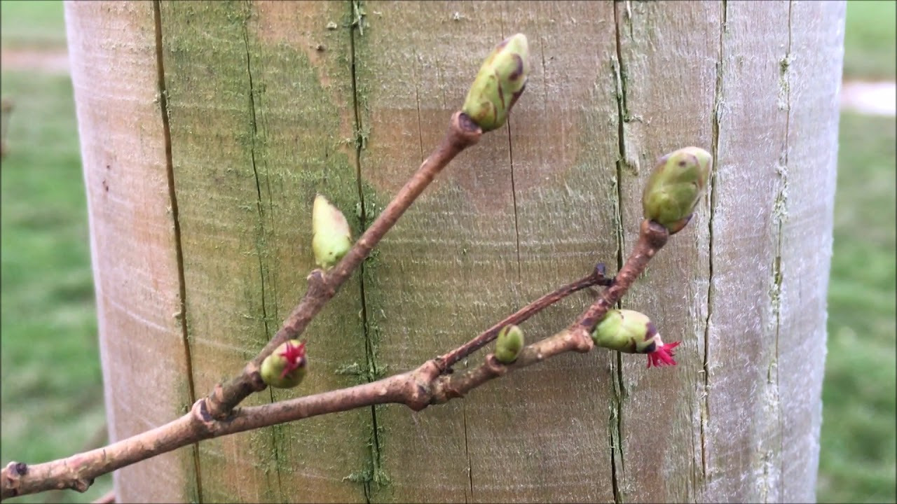 Cobnut (Kentish Cob) - buds & female flowers - March 2018 - YouTube