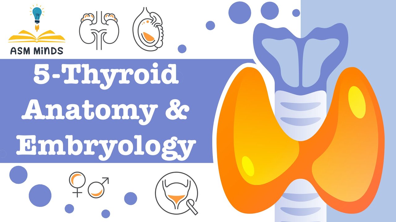 5-Thyroid Gland anatomy and Embryology by ASM Minds - YouTube