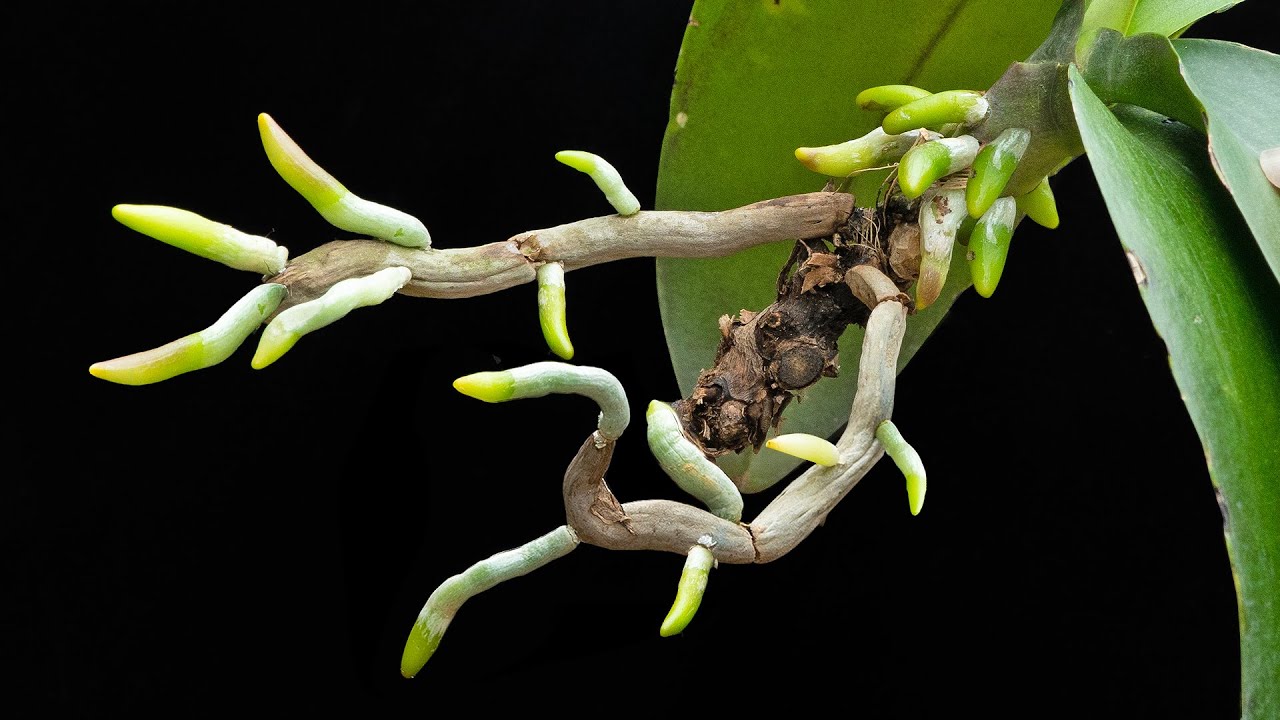 New tip helps your old orchids grow 200 times faster and bloom ...