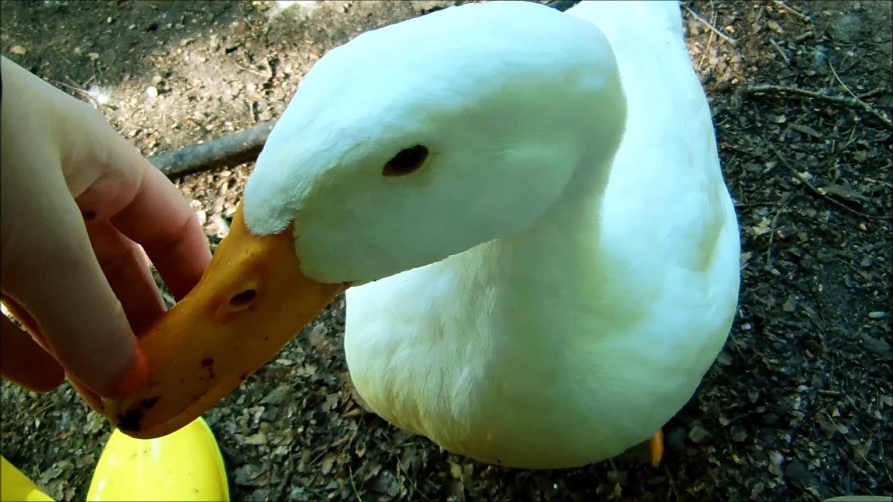 Sweet Duck and Evil Duck - YouTube