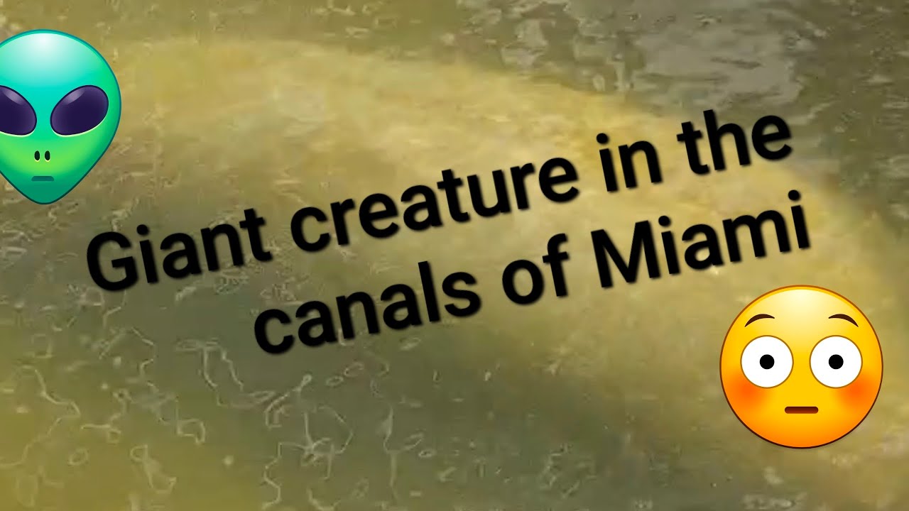 giant creature in the canals of Miami - YouTube
