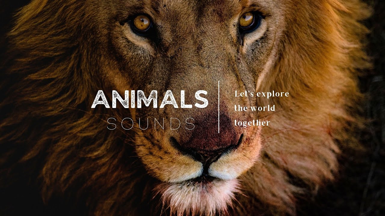 Cute Animal Voice, Funny Cat Play, Funny Animal Sounds, Pet Playing ...