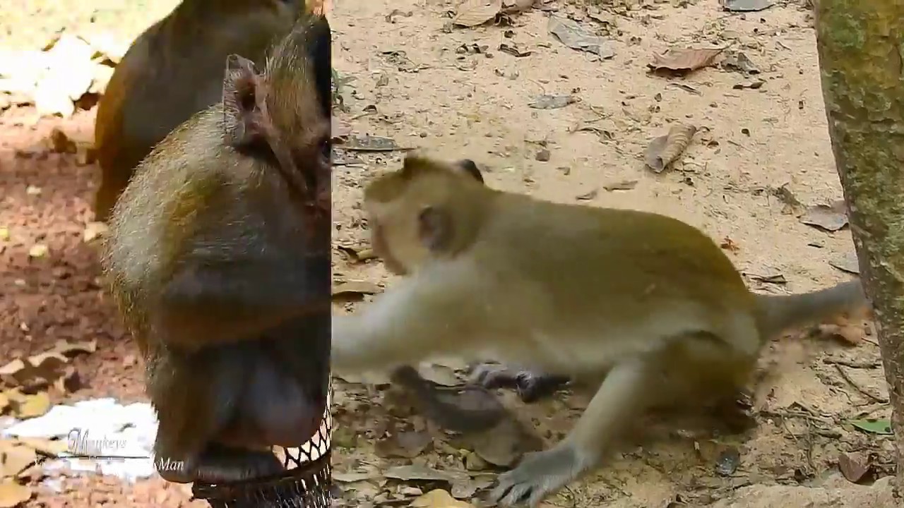 Very Cute and Lovely Baby Amara and Charles, Daily Monkeys Man#1272 ...