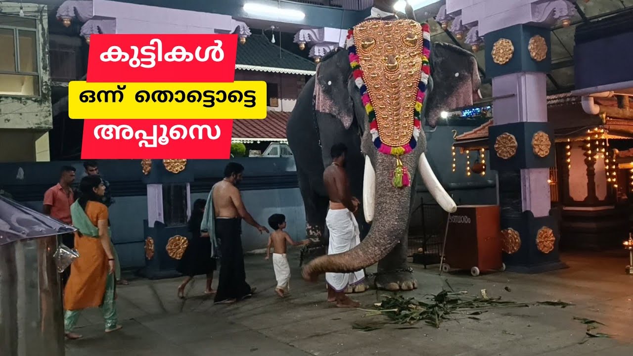 പാമ്പാടി രാജന്റെ കുട്ടി ആരാധകർ /pambady rajan /pambadi rajan ...