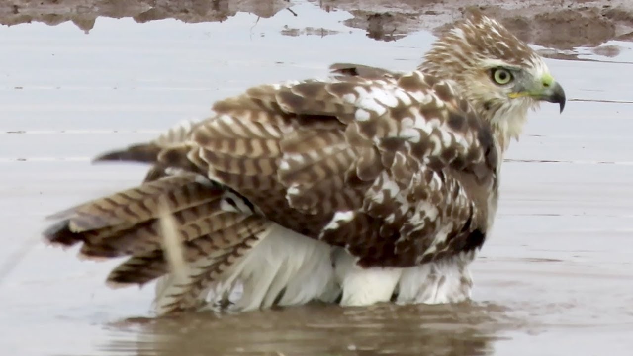 Rare Sight: Red-Tailed Hawk Bathing in a Mud Puddle! - YouTube