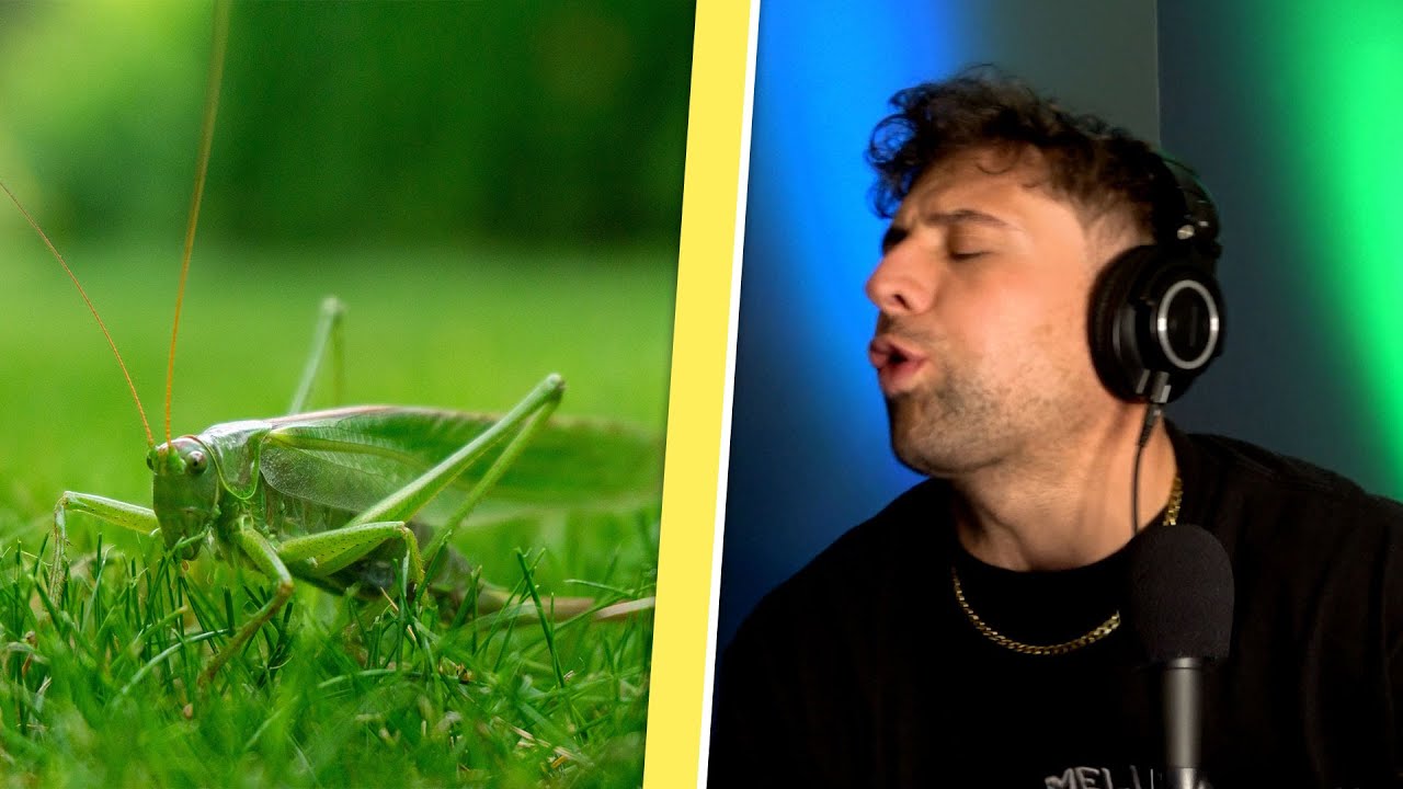 Spitting Crickets competition - YouTube