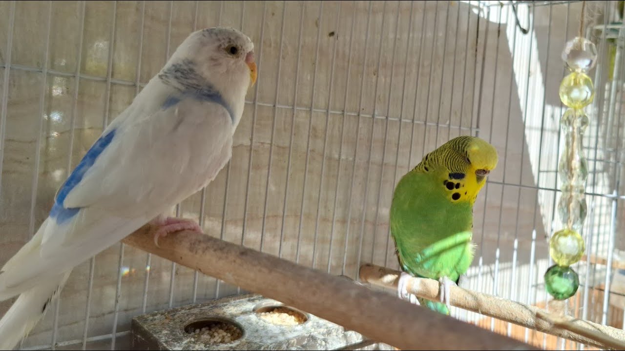 Singing Birds _Morning Beautiful Bird Sounds _ Relaxation Bird Chirping ...