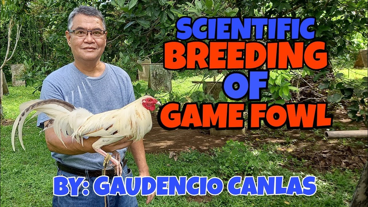 BACK YARD BREEDERS - YouTube