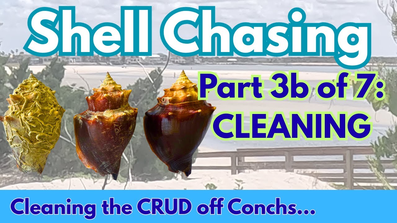 Spring/Summer Shell Chasing PART 3b - Cleaning Crusty Conchs - YouTube