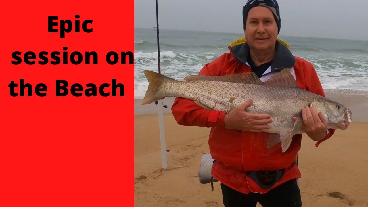 Heavy weather delivers Jewfish on the Beach - YouTube