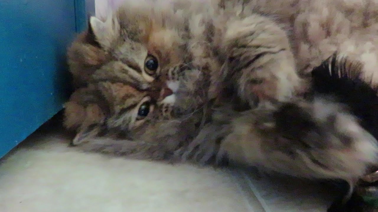 15 04 24 Persian kitty, Gypsy Rose, in The Woolly Beast Show - YouTube