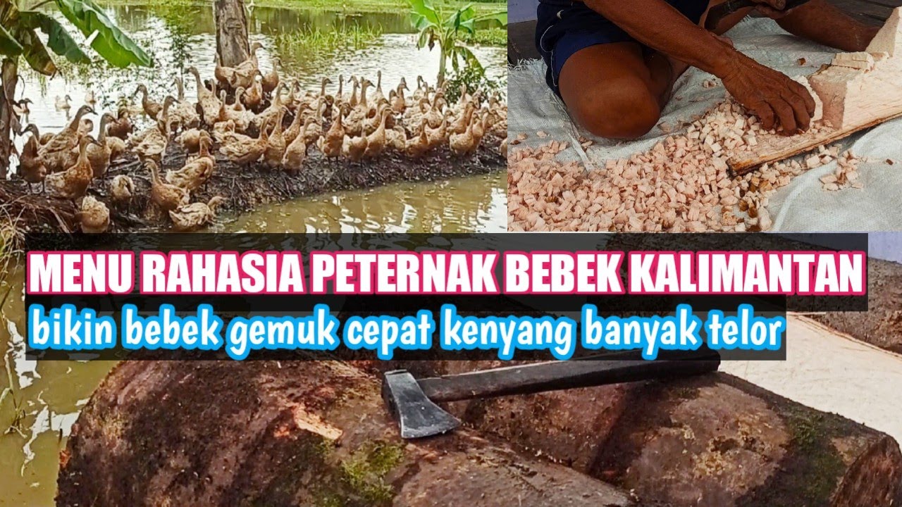 unik! ternak bebek di Kalimantan Selatan dikasih makan cacahan batang ...